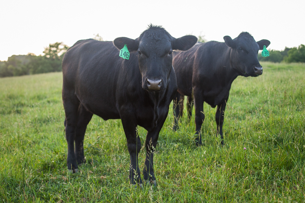 A Weekend at Tendergrass Farms | The Domestic Man